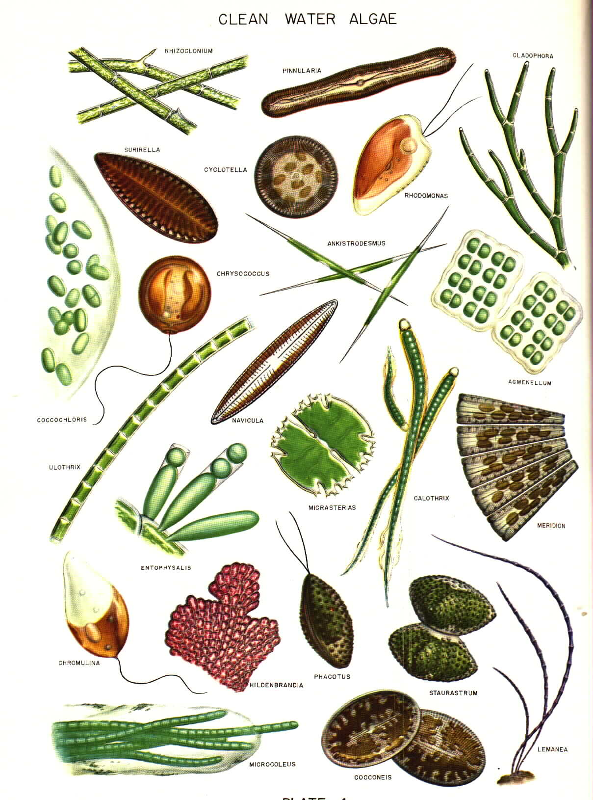 COMMON ALGAE DRAWINGS