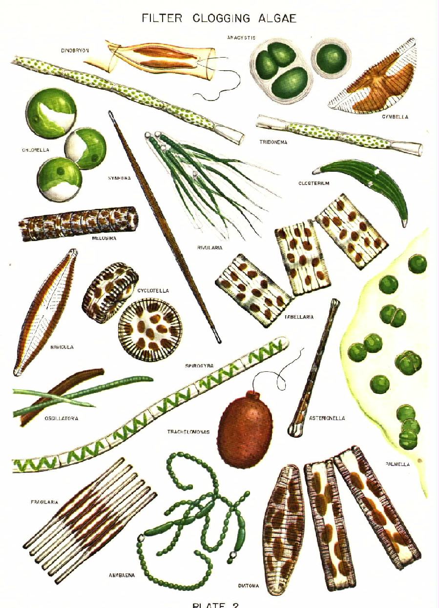 COMMON ALGAE DRAWINGS