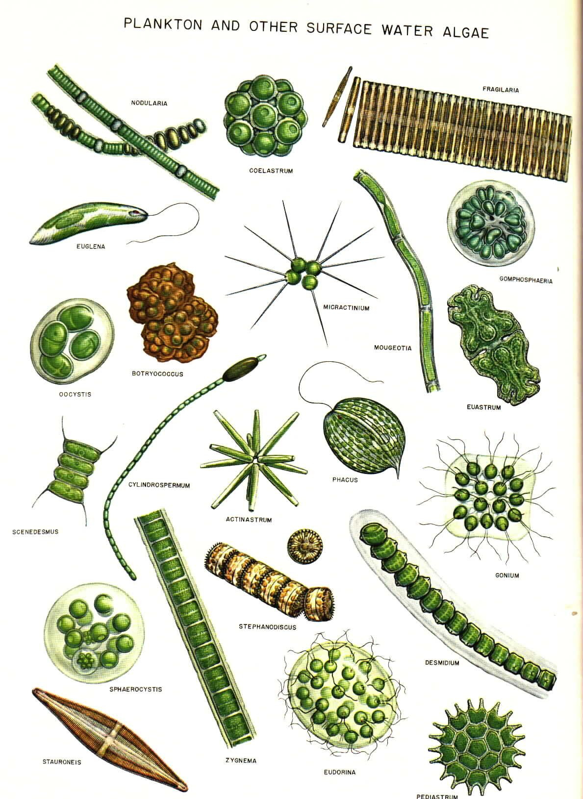 COMMON ALGAE DRAWINGS