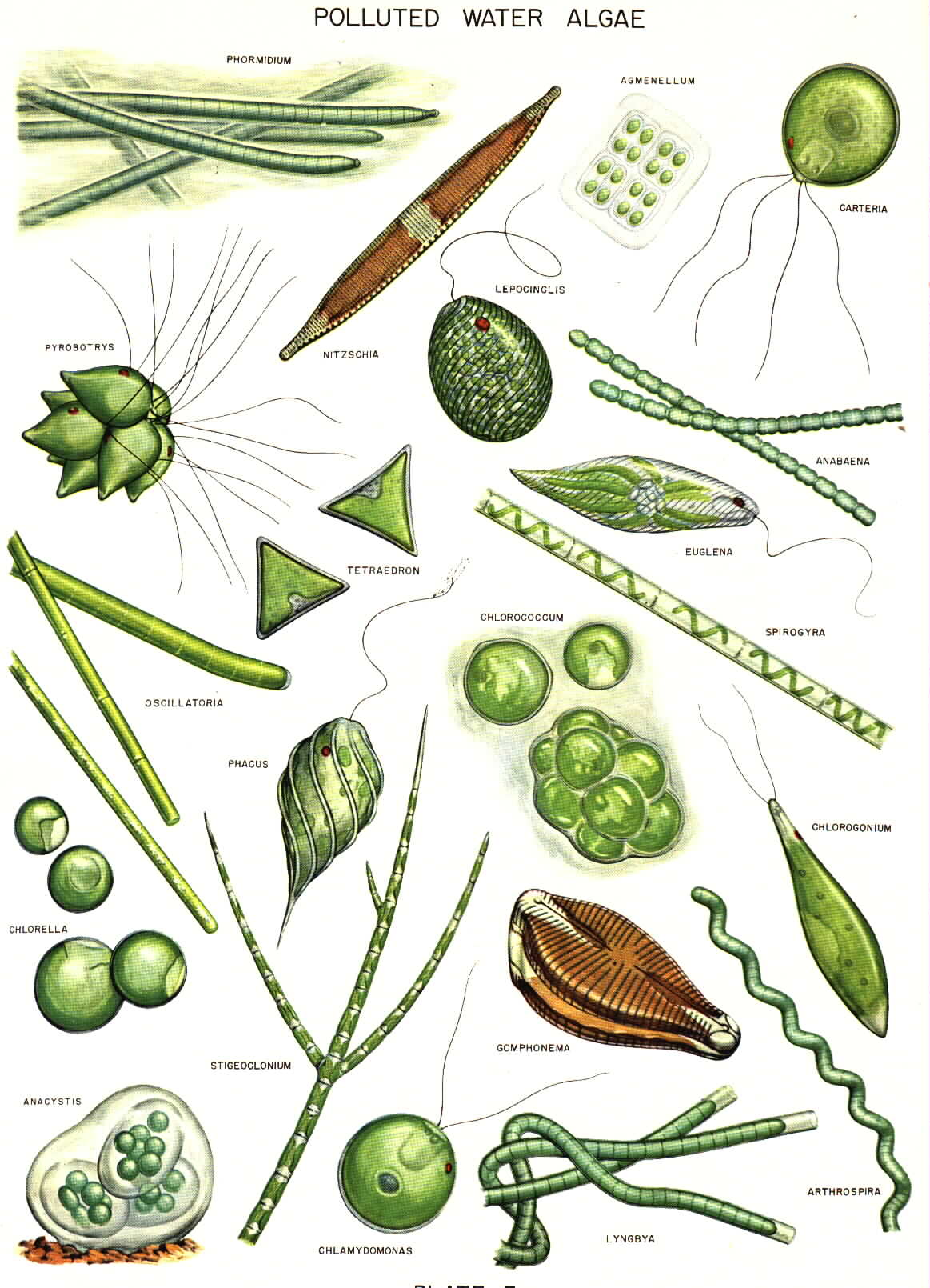 COMMON ALGAE DRAWINGS