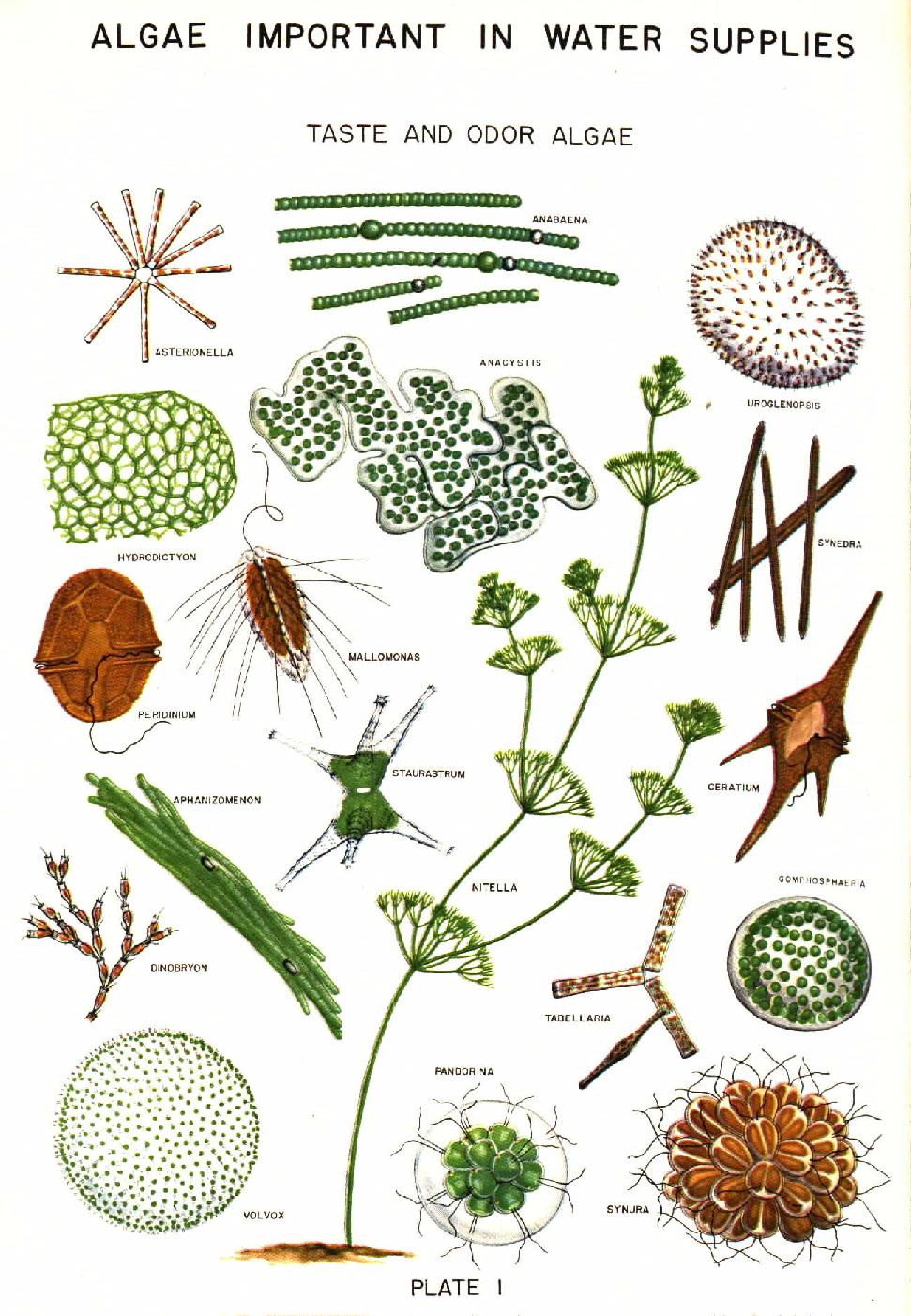 COMMON ALGAE DRAWINGS