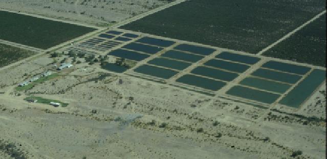 Tilapia Information provided by University of Arizona