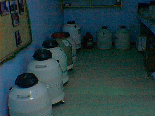 Tilapia Aquaculture in the Philippines