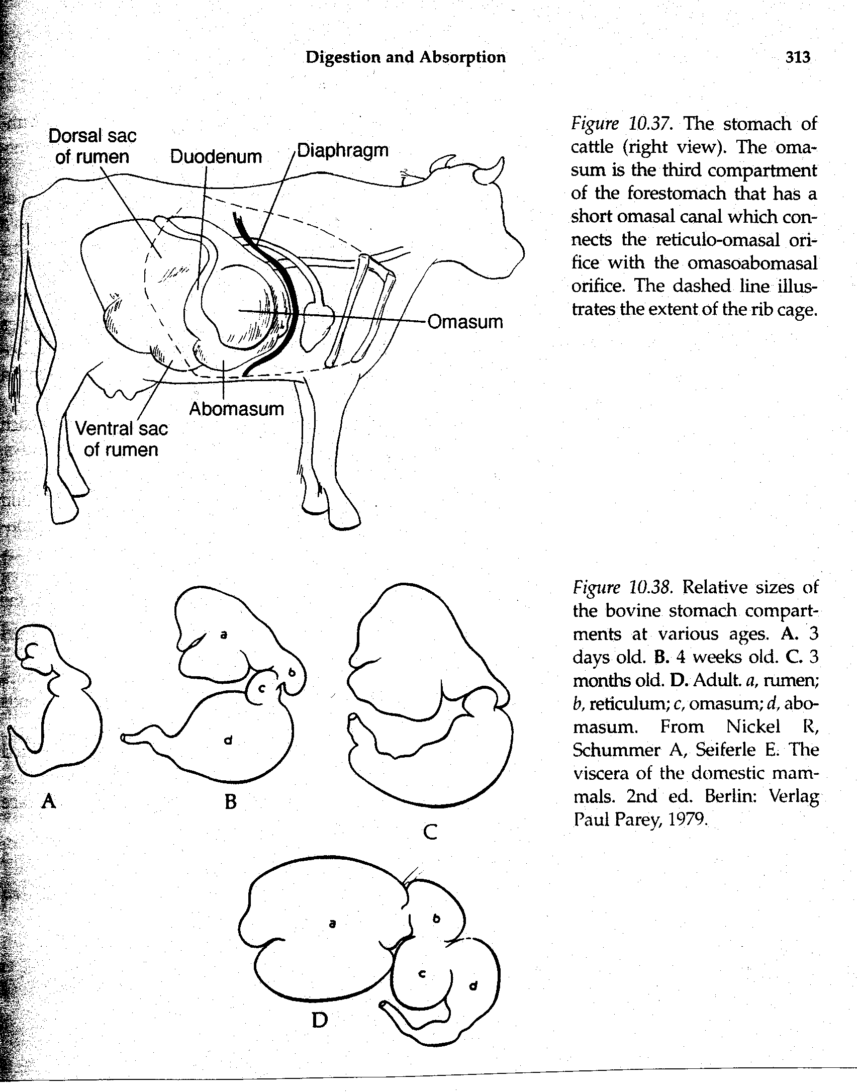 Digestion and Absorption