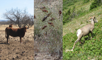 Grazing Ecology and Management | RAM 436a/536a, University of Arizona