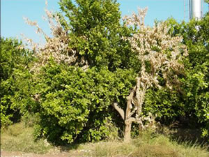 Biology of wood rot development on lemon trees